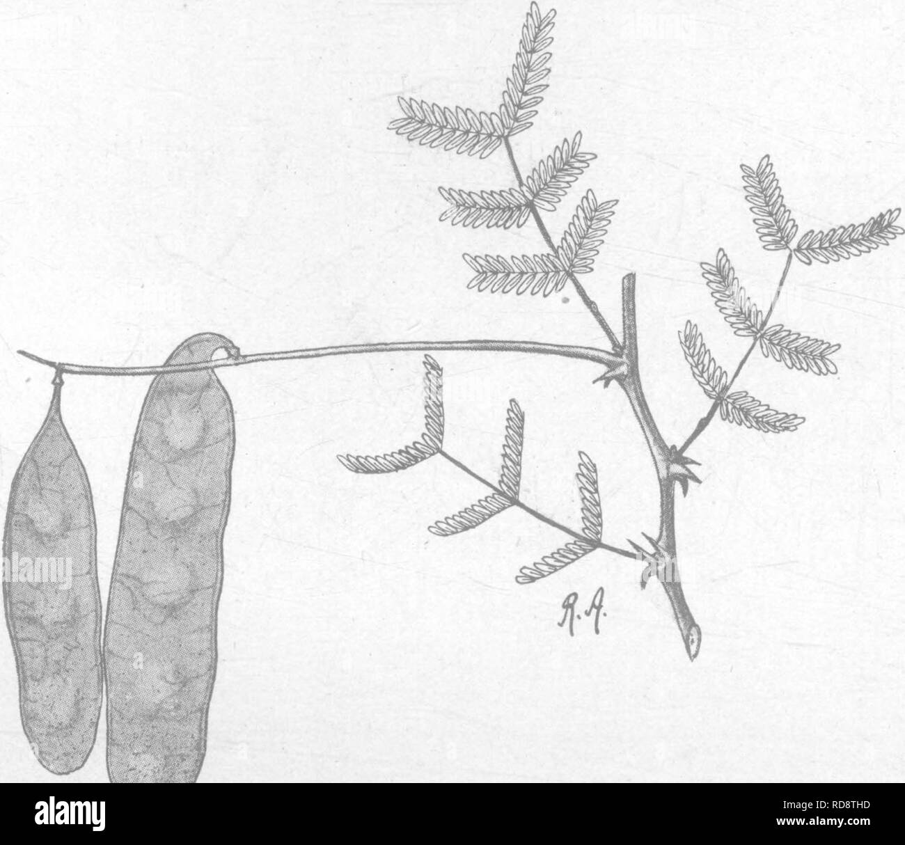 Acacia c Banque d'images noir et blanc - Alamy