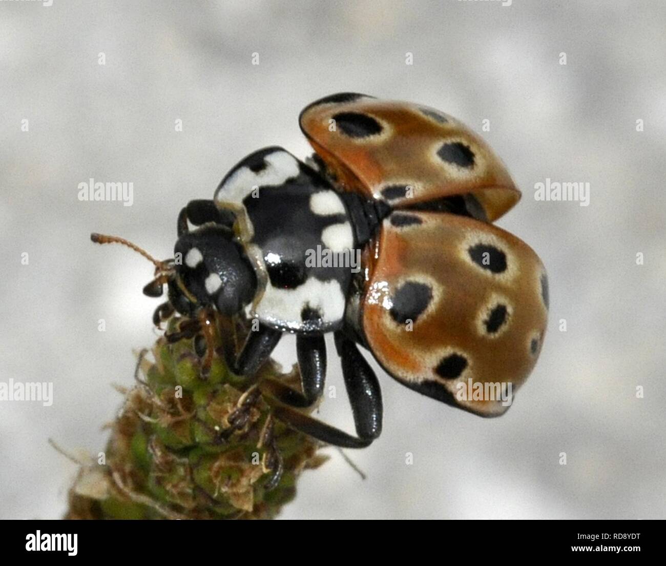 Anatis ocellata Banque de photographies et d’images à haute résolution ...