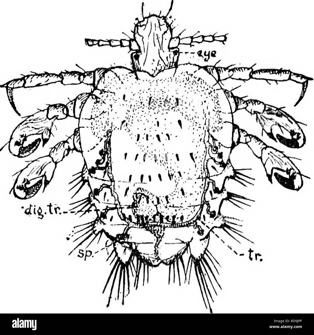 Pou dans les cheveux Banque de photographies et d’images à haute ...