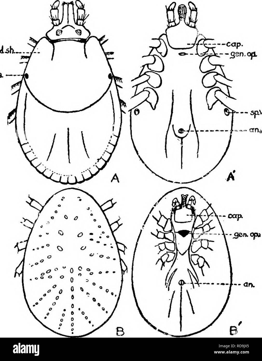 Morsures humaines Banque d'images noir et blanc - Alamy