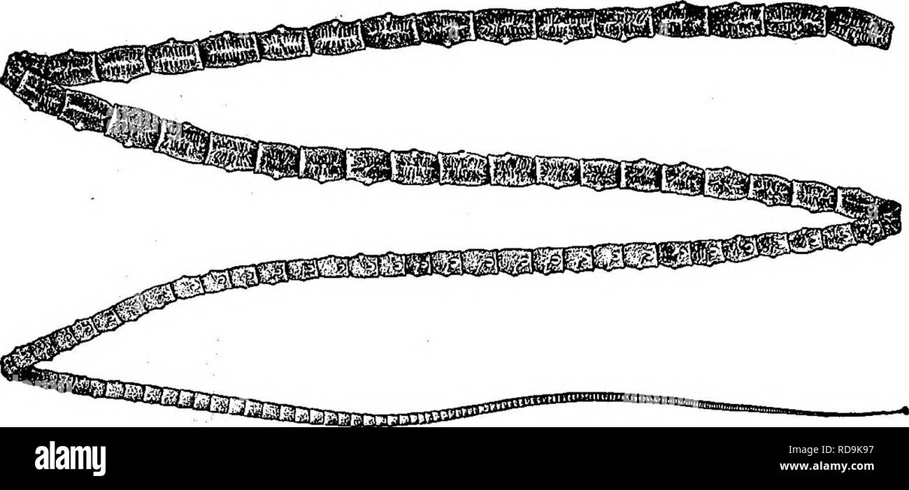 œufs de poux chez le chien Banque de photographies et d’images à haute ...