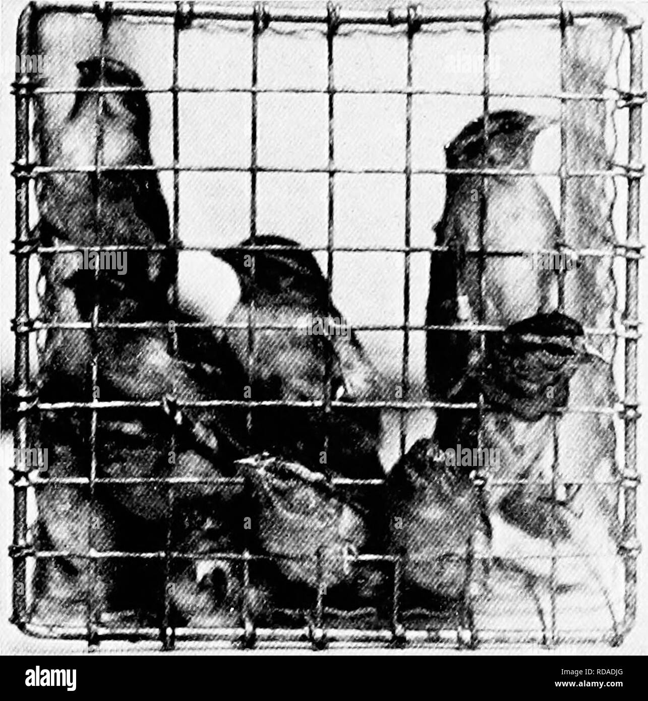 . [Articles sur les oiseaux à partir de National Geographic magazine ...