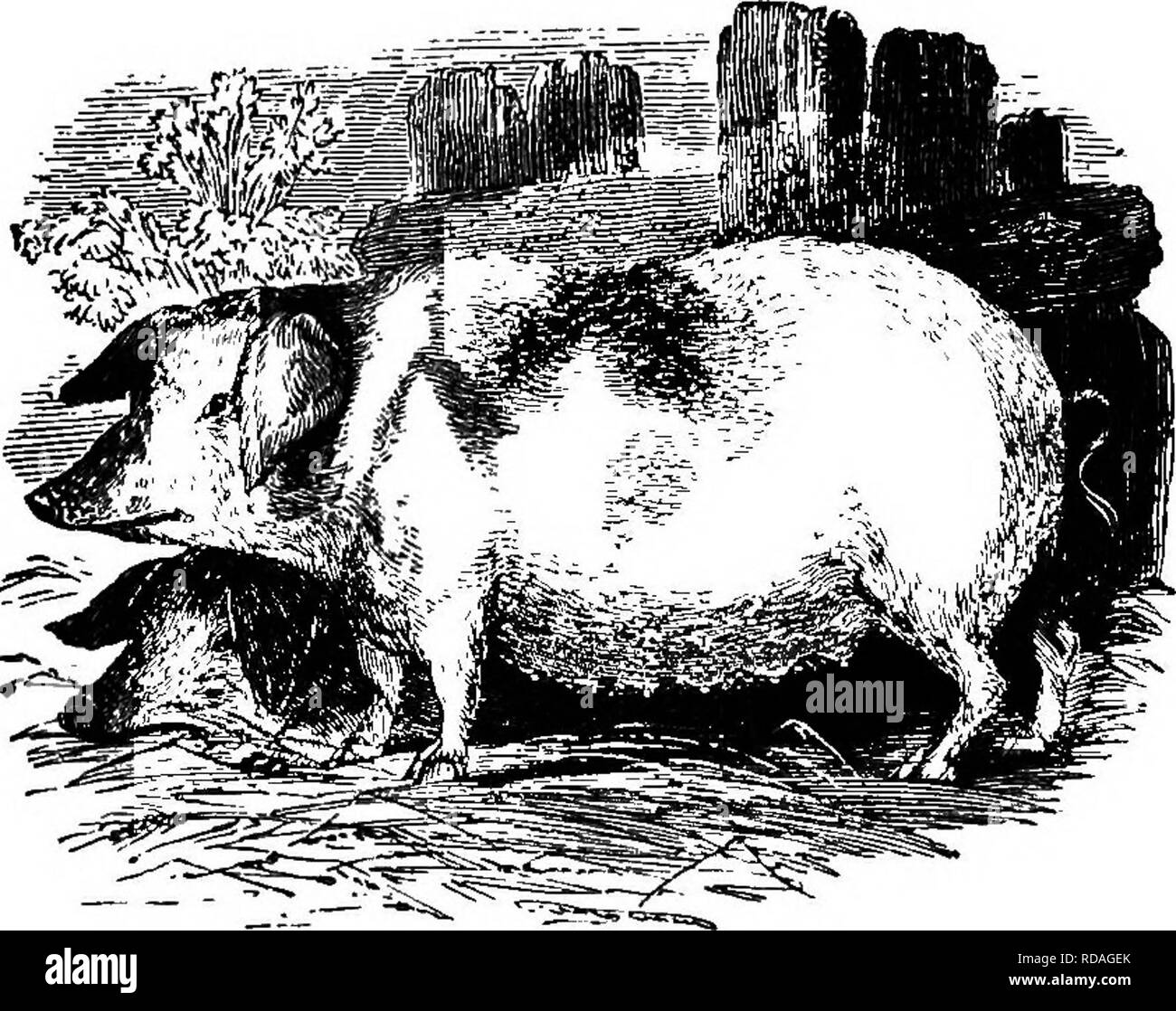 Especies de animales domesticados Banque d'images noir et blanc - Alamy