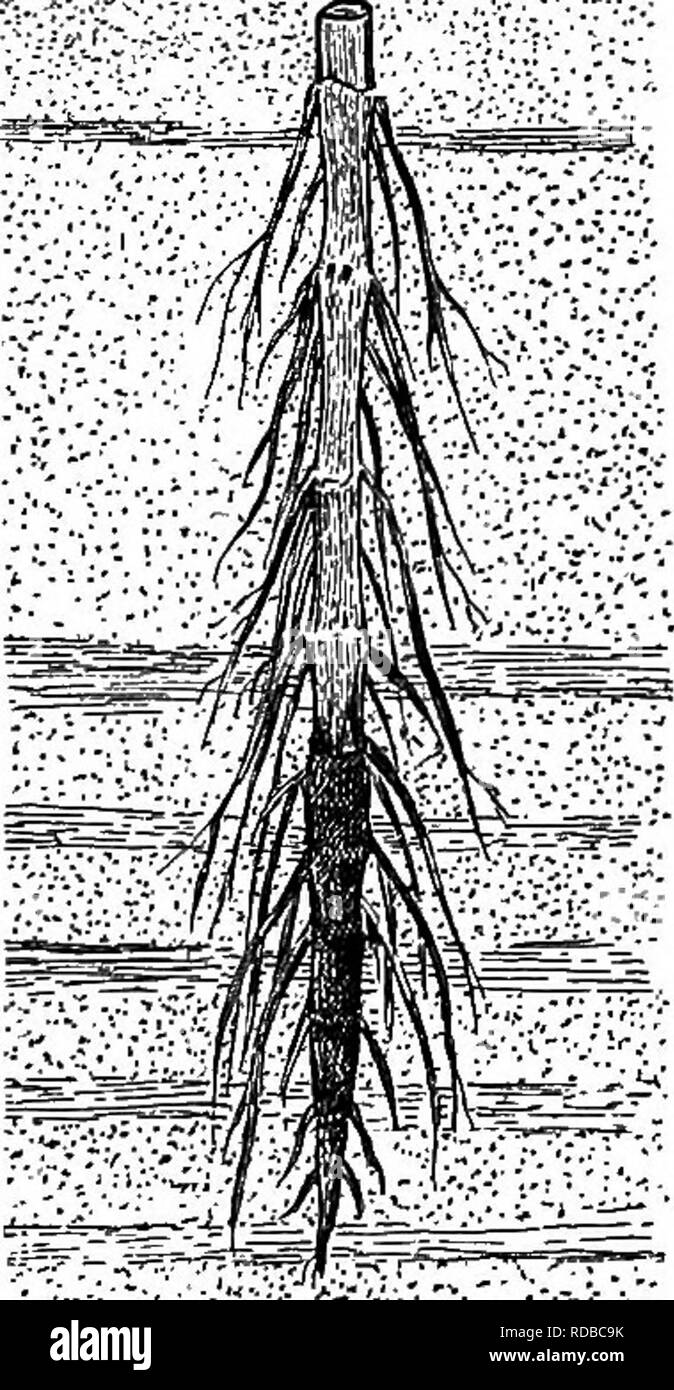 . Plantes fossiles : pour les étudiants de la botanique et de la ...