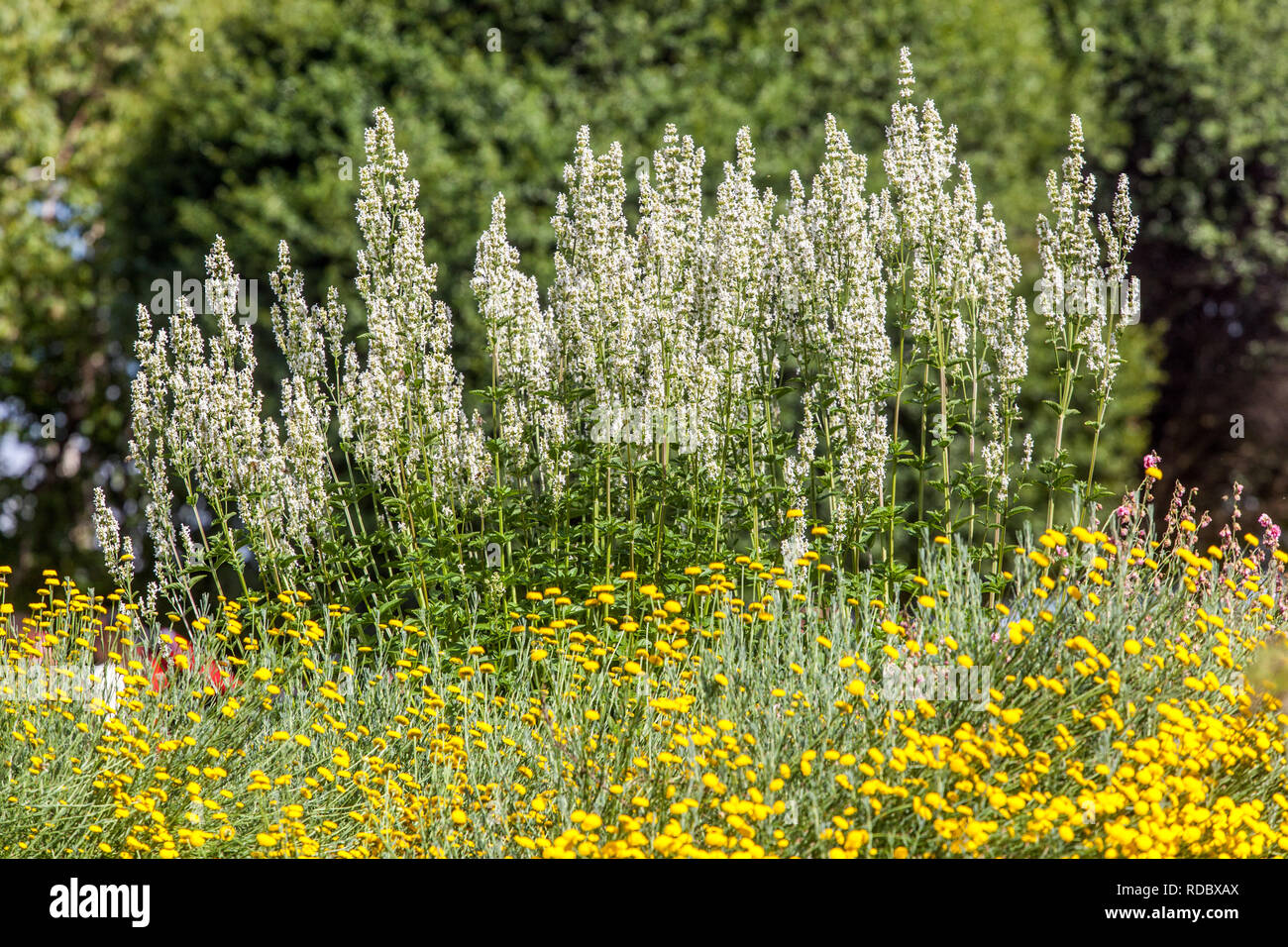 Jardin catmint alba Banque de photographies et d’images à haute ...