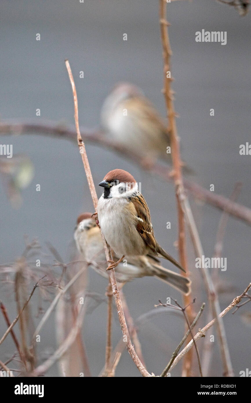 Moineaux eurasiens passer montanus Banque de photographies et d’images ...