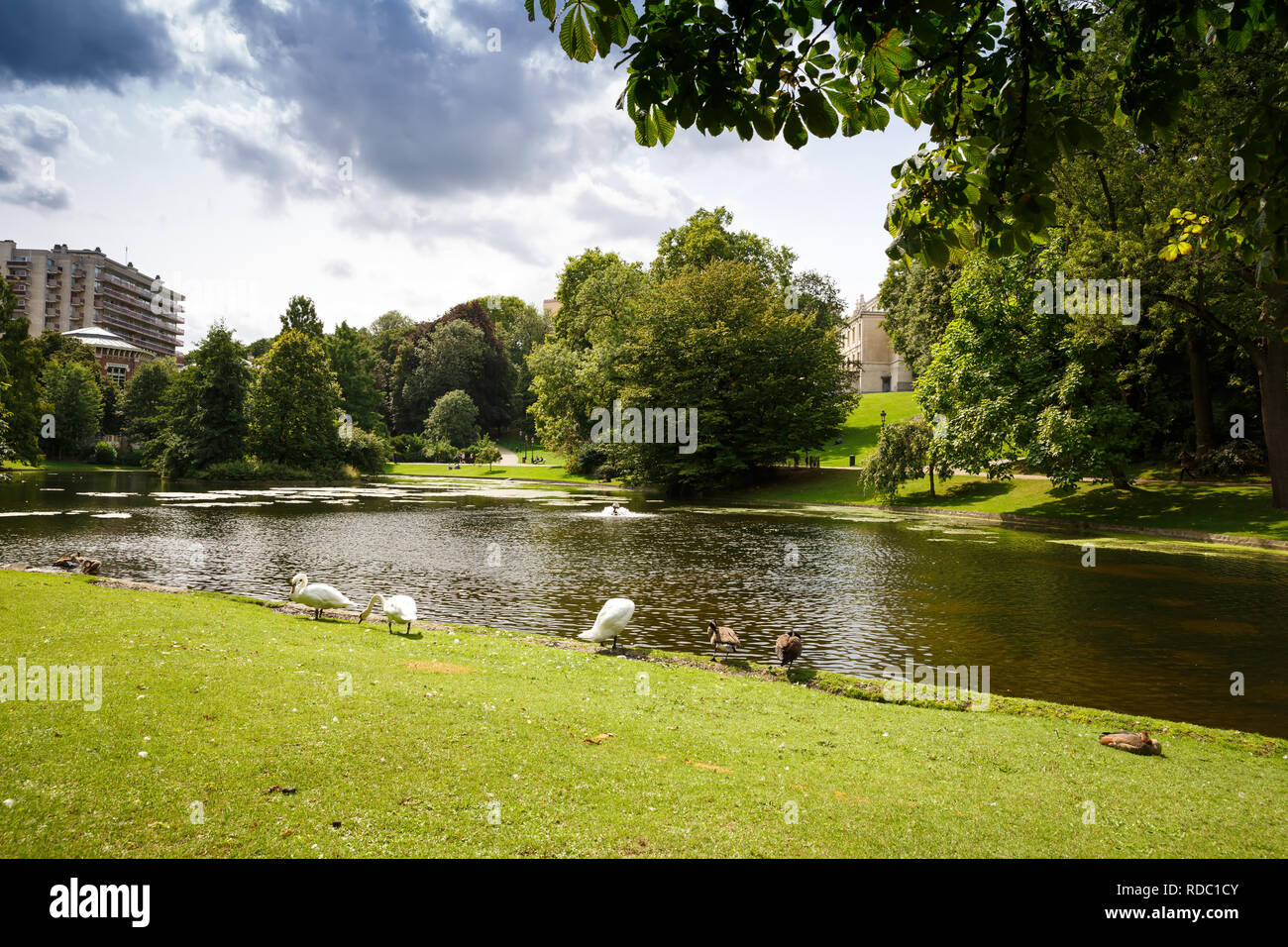 Oiseaux en belgique Banque de photographies et d’images à haute ...