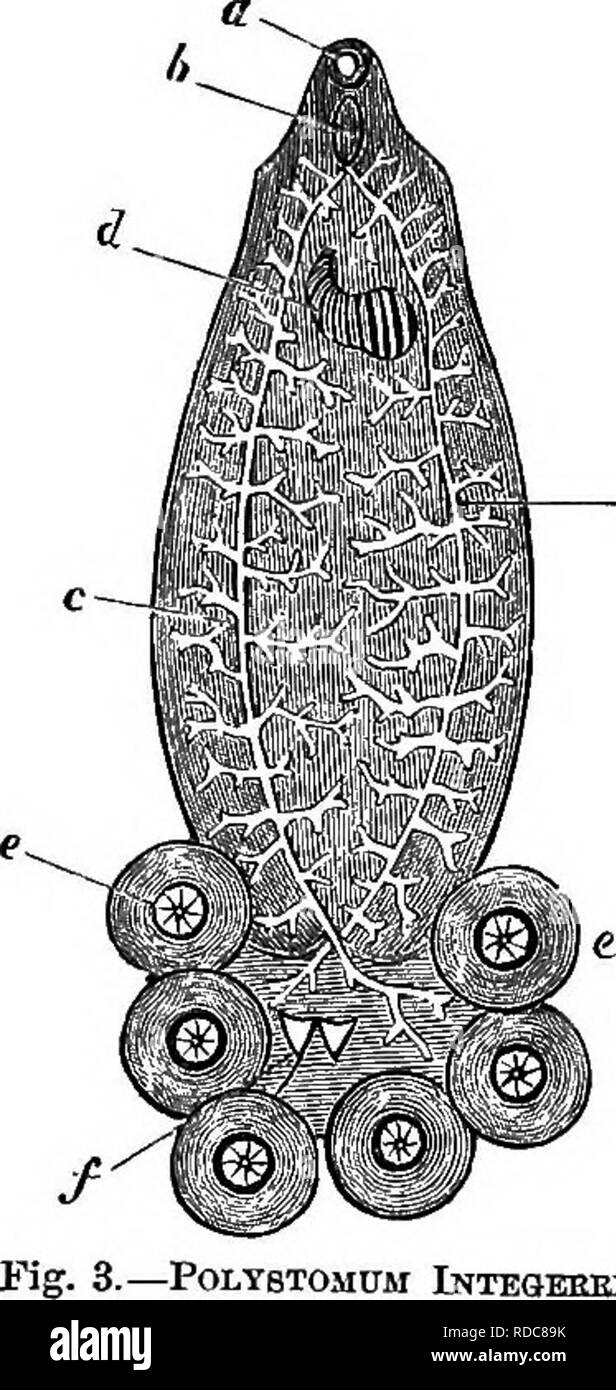 Parasitic worm microscope Banque d'images noir et blanc - Alamy