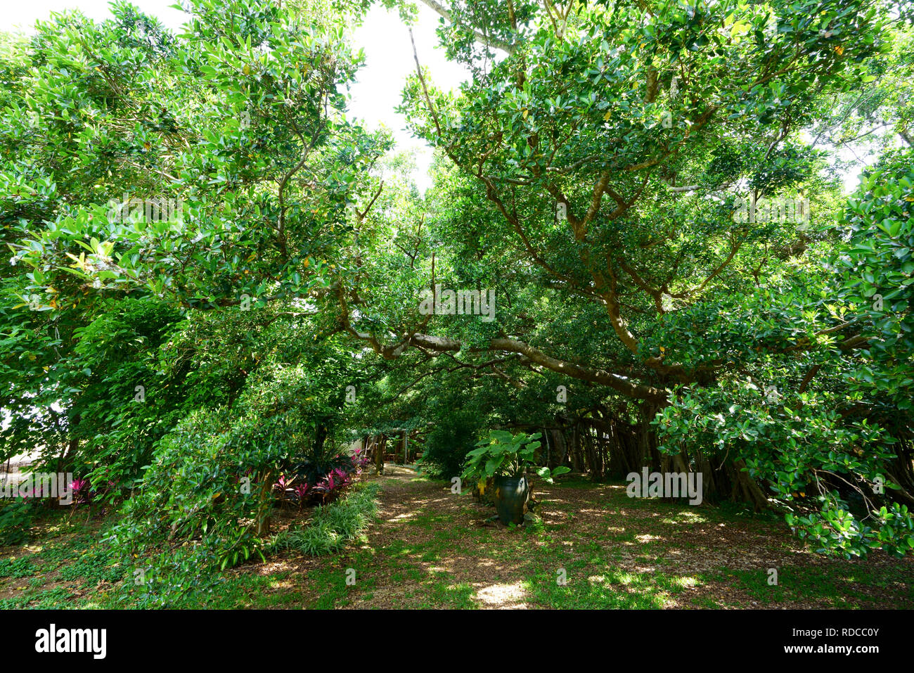 Ficus retusa tree Banque de photographies et d’images à haute ...