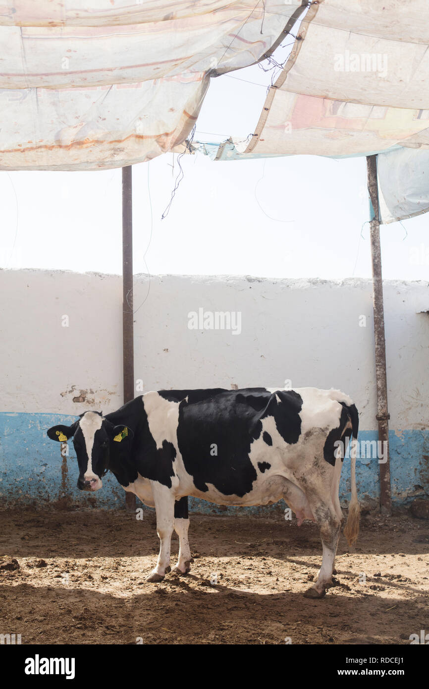 Une vache laitière dans une ferme à la campagne du Maroc Photo Stock ...