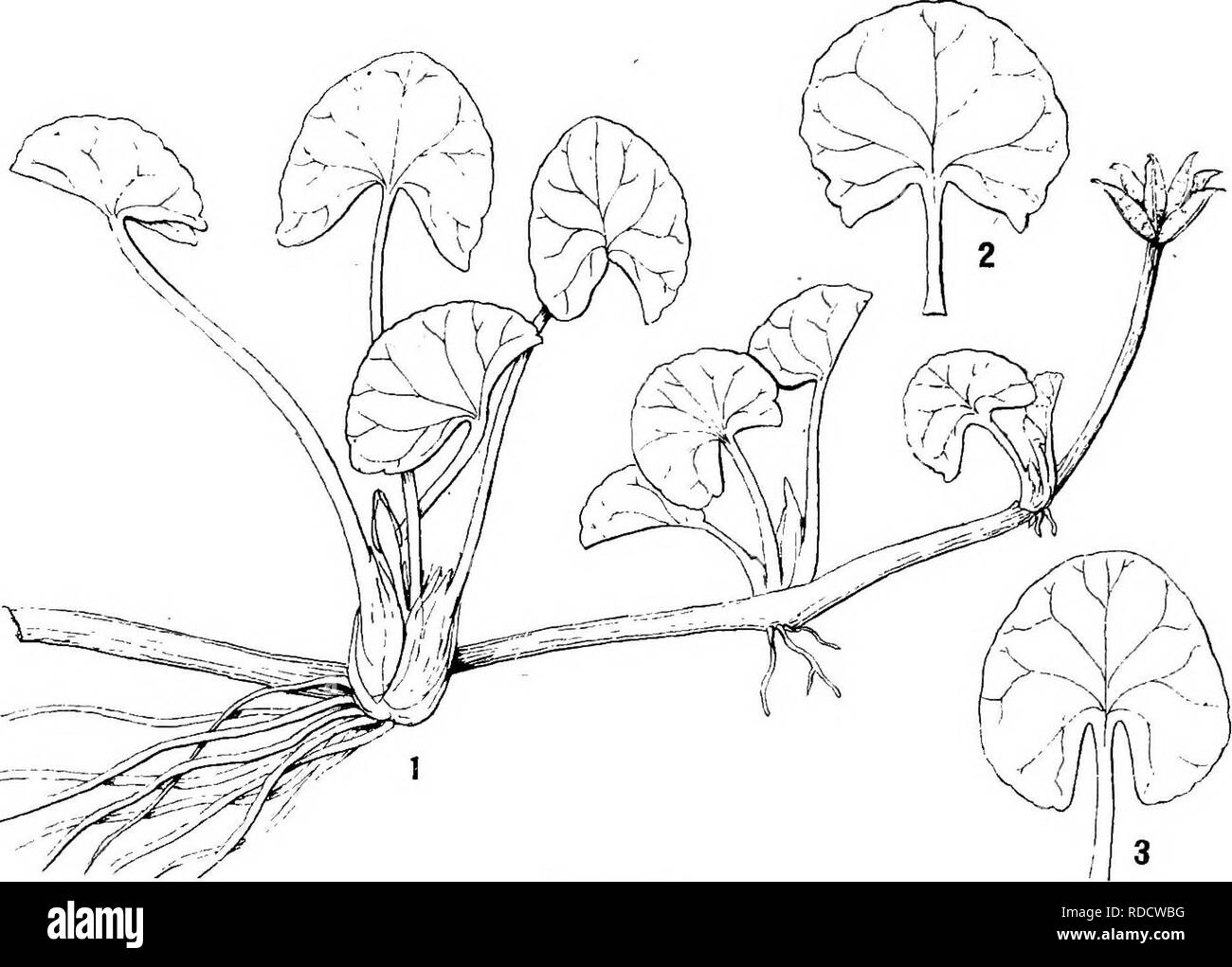 Mb show Banque d'images détourées - Alamy