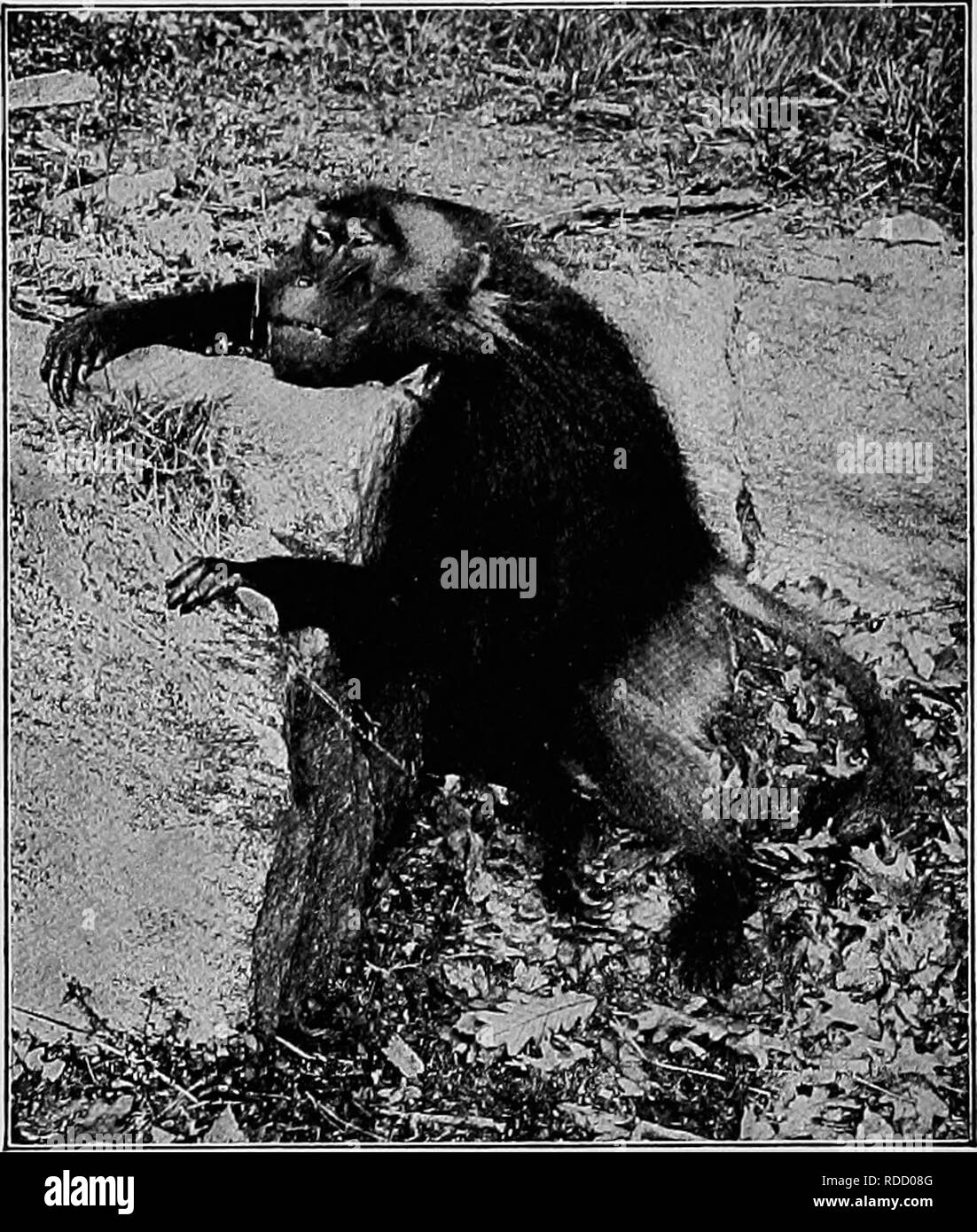 Singe à queue courte Banque d'images noir et blanc - Alamy