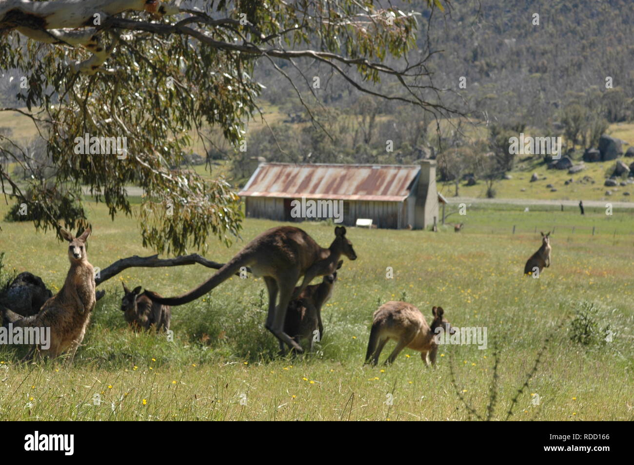 19th century farm trail Banque de photographies et d’images à haute ...