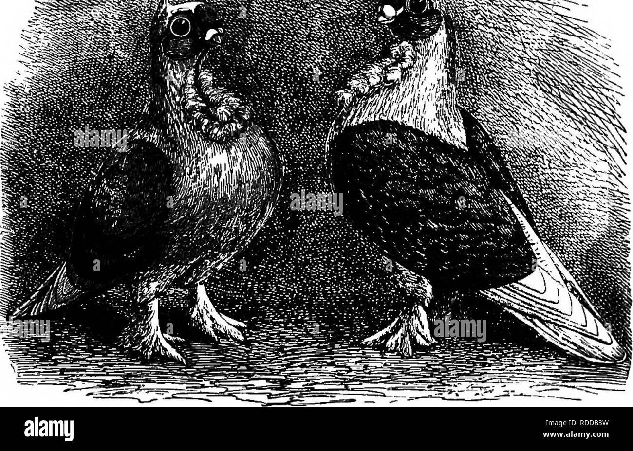 Black nun pigeon Banque de photographies et d’images à haute résolution ...
