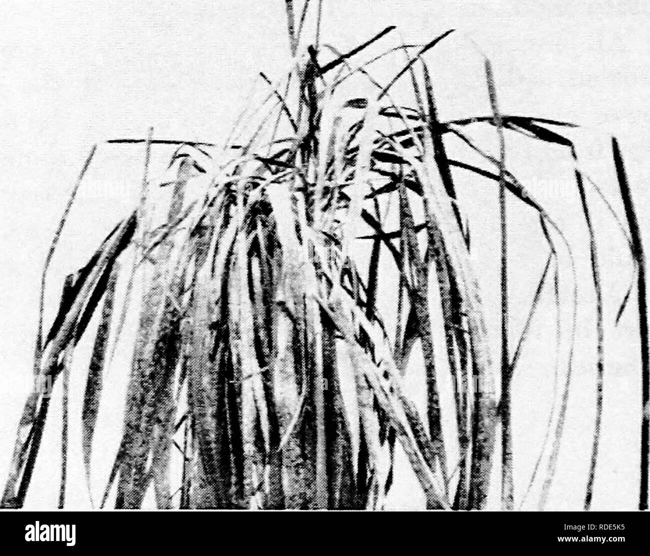 érysiphe graminis Banque d'images noir et blanc - Alamy