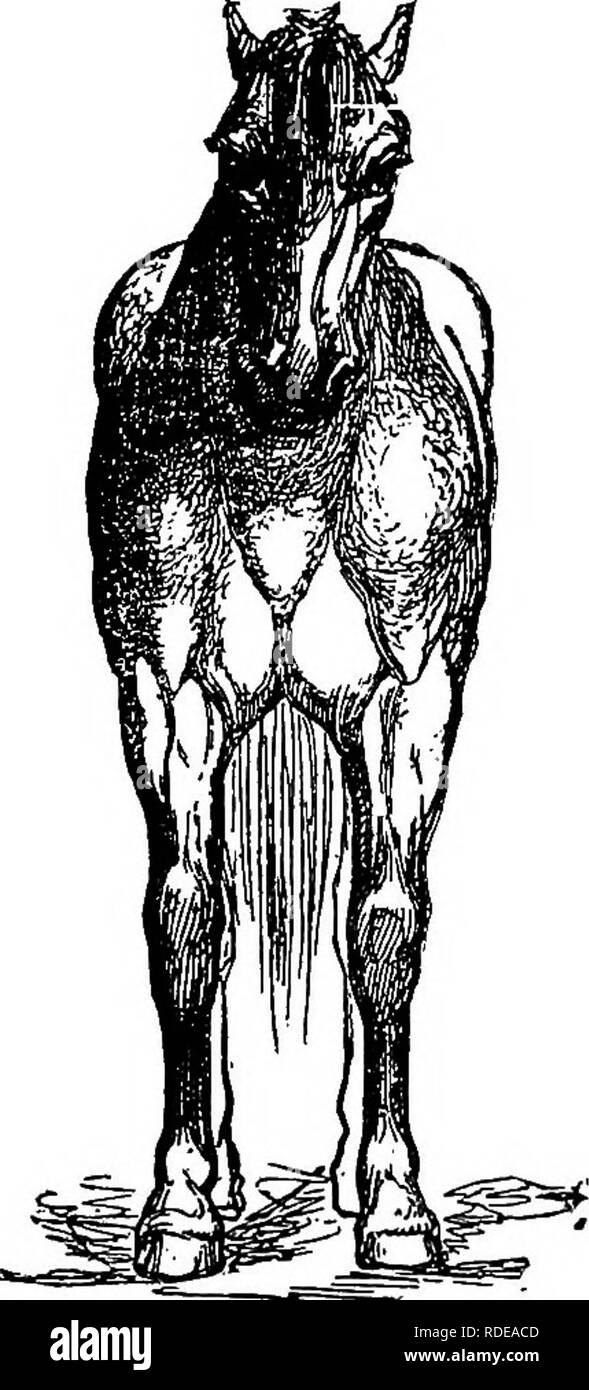 Omoplate cheval Banque de photographies et d’images à haute résolution ...