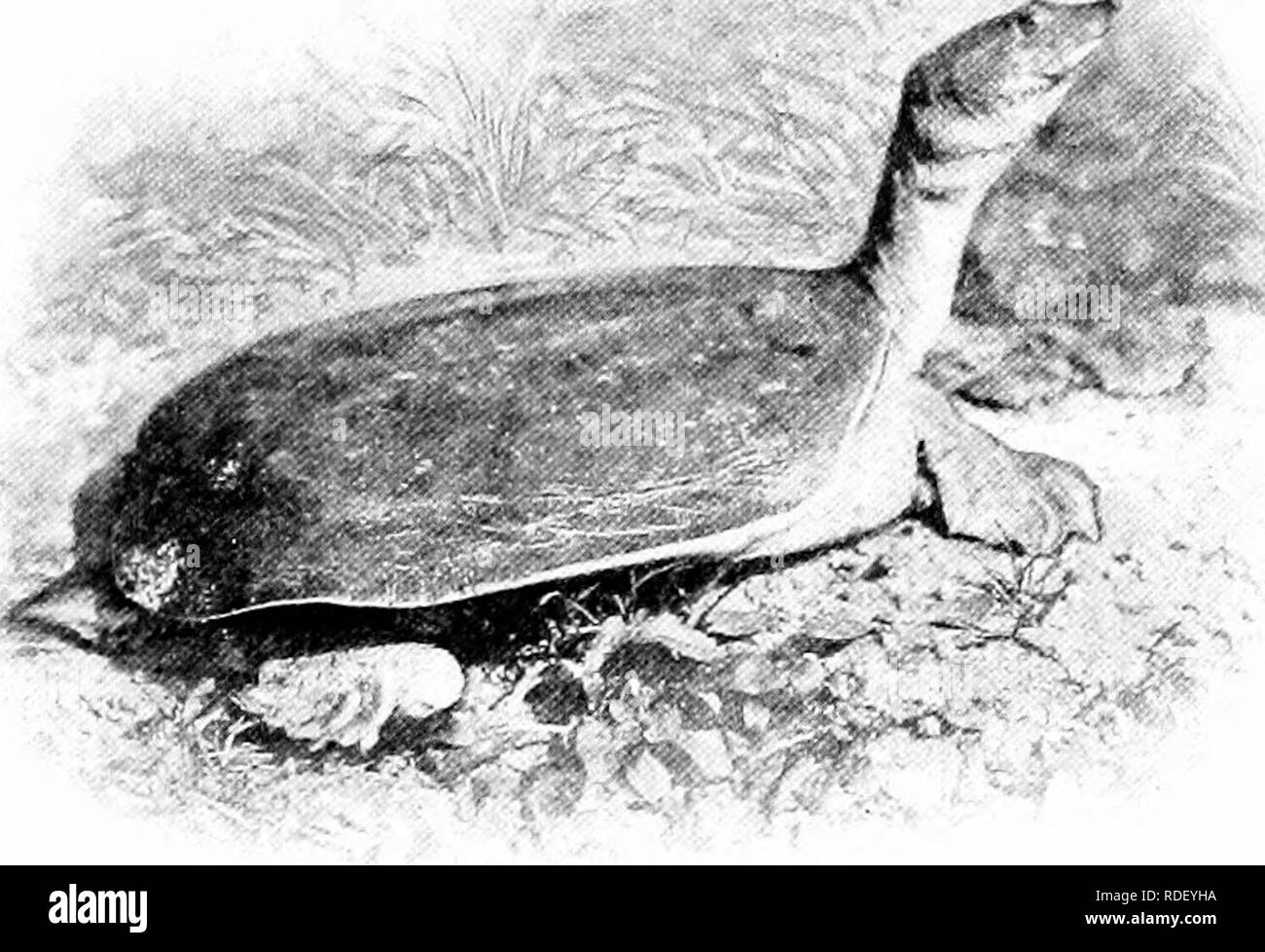 . L'American natural history ; une base de connaissances utiles de les ...