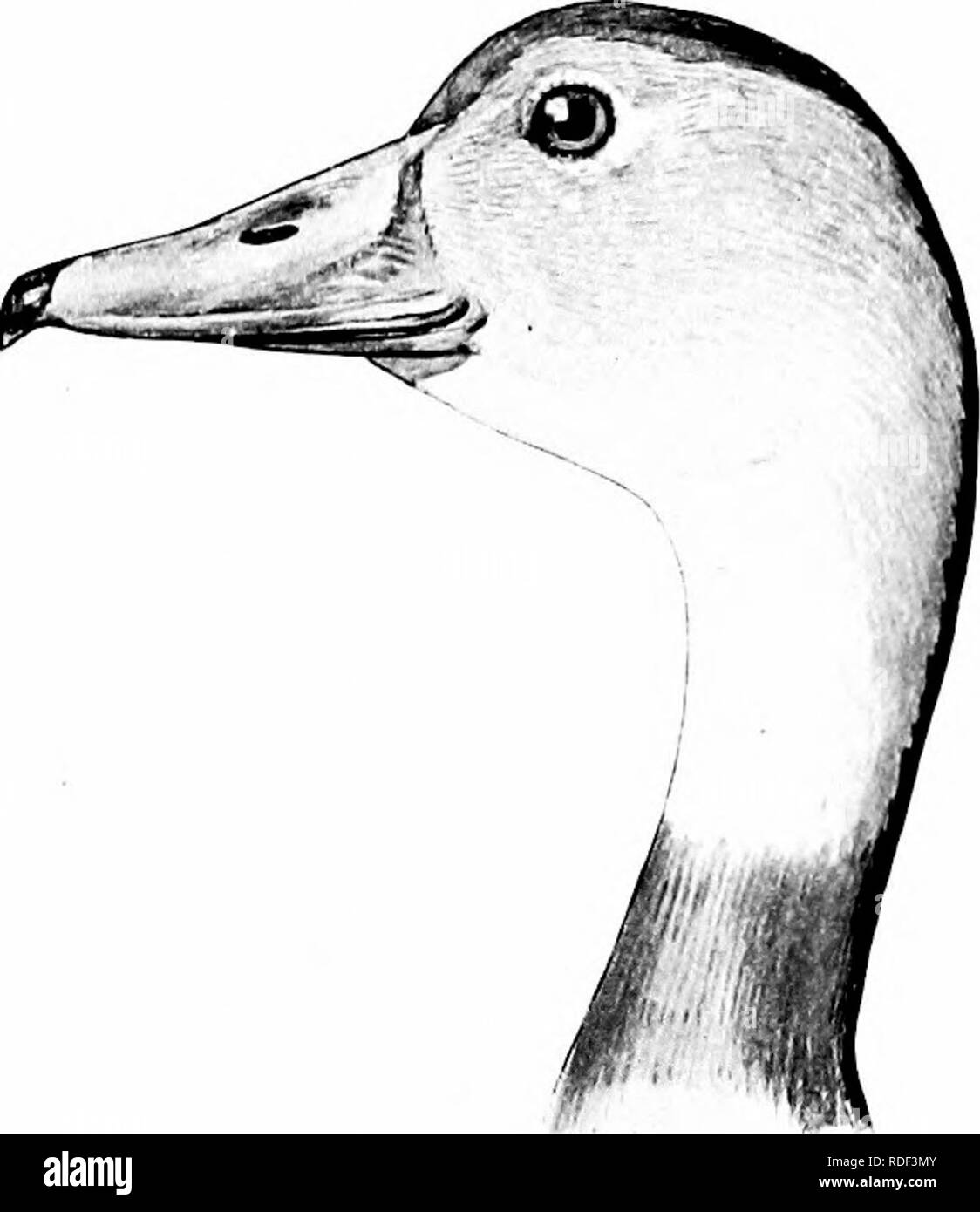 Bec de canard blanc rouge Banque d'images noir et blanc - Alamy