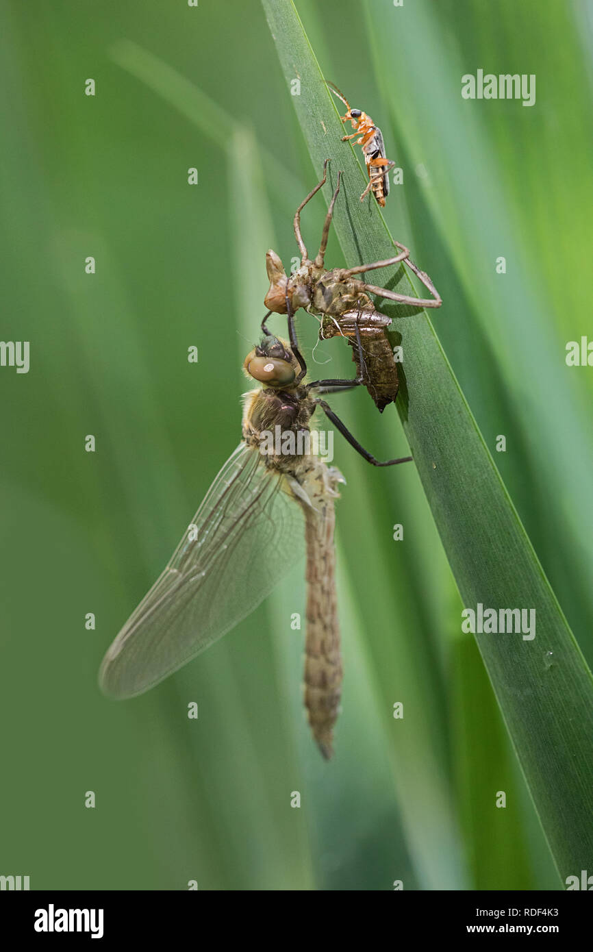 Cycle Vie Libellule Banque d'image et photos - Alamy