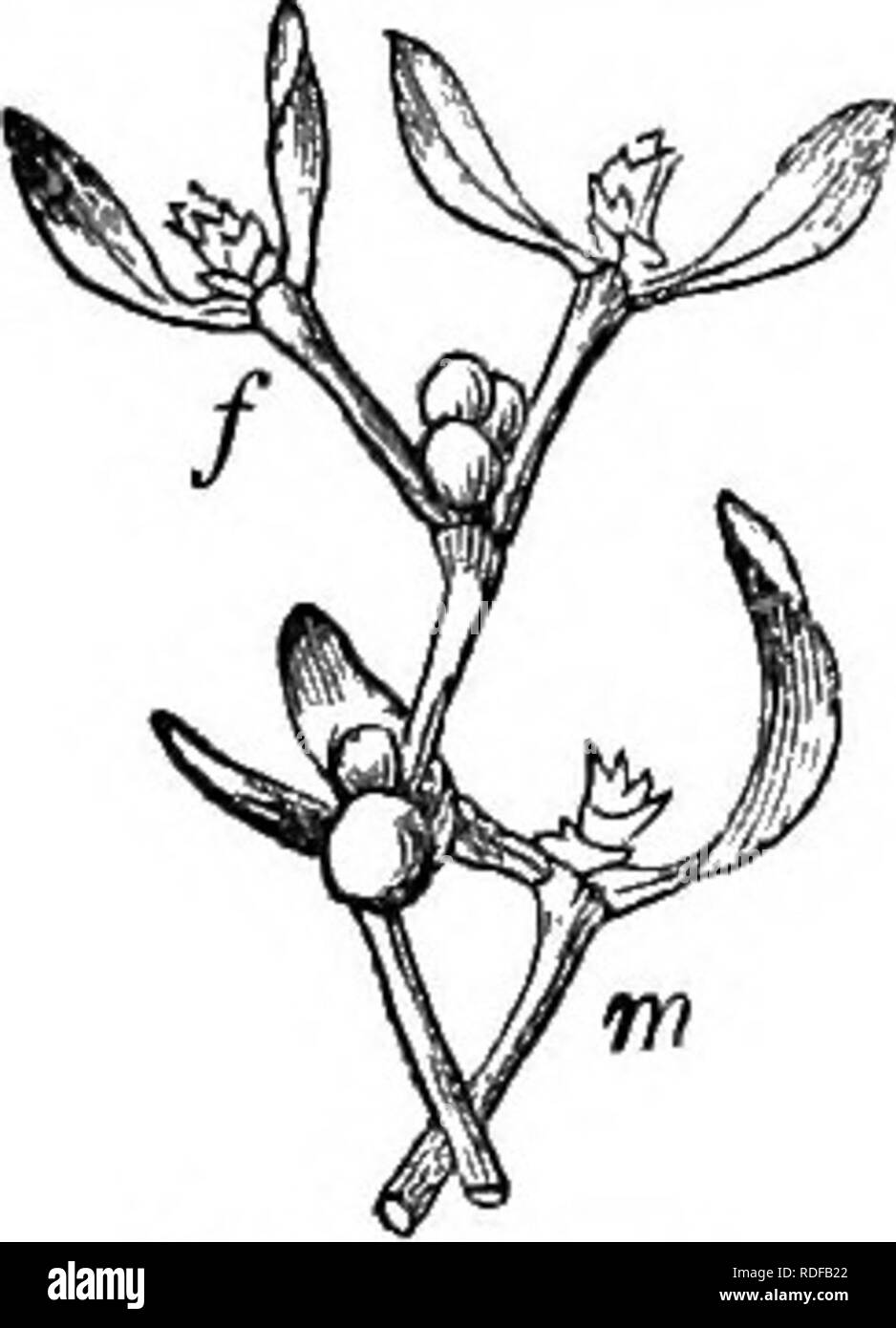 Propagation du gui Banque d'images détourées - Alamy
