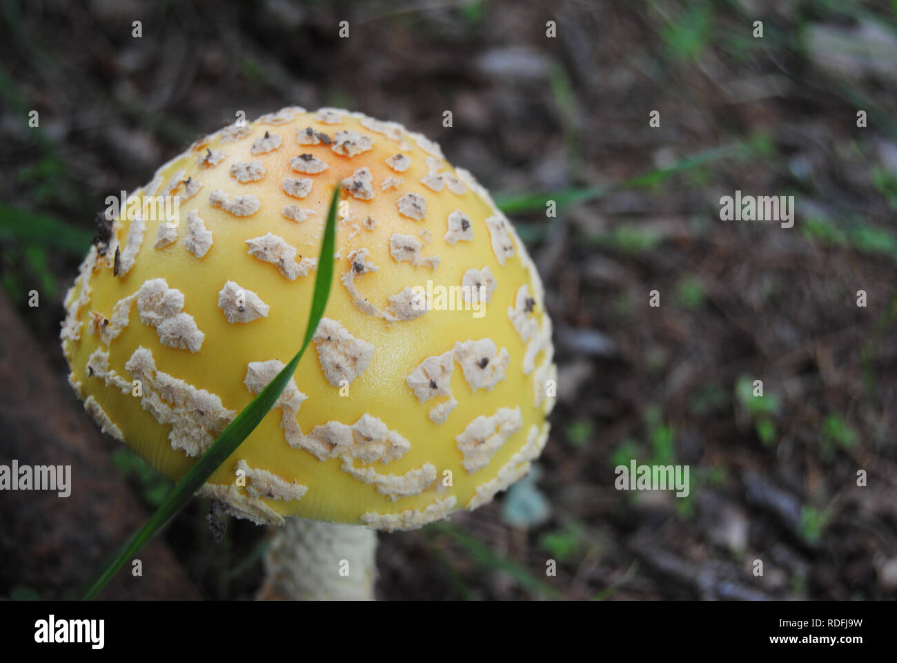 Champignon jaune Banque de photographies et d’images à haute résolution ...