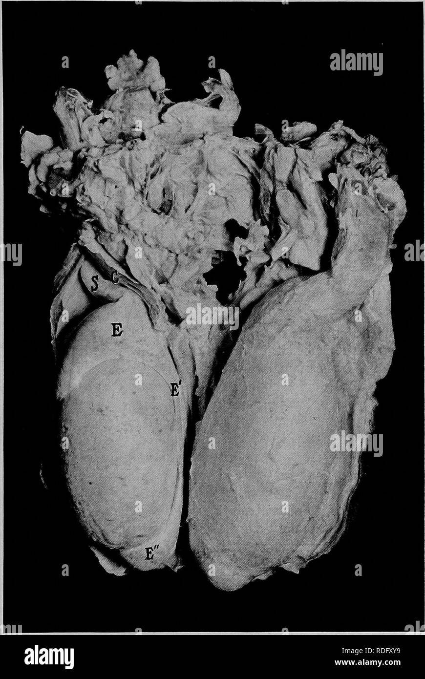 Testicules de taureau Banque d'images noir et blanc - Alamy