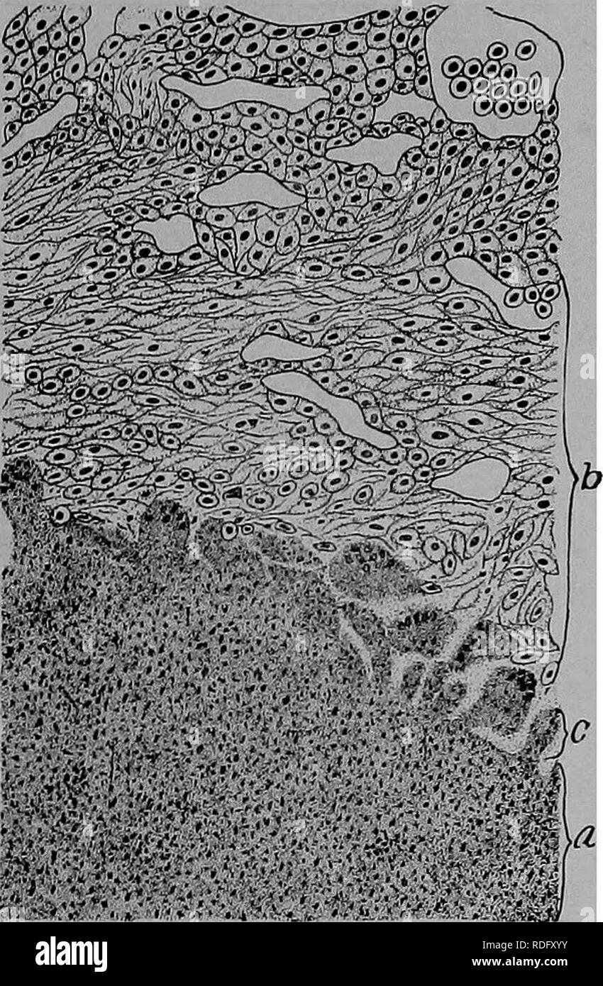 . La pathologie et le diagnostic différentiel des maladies infectieuses ...