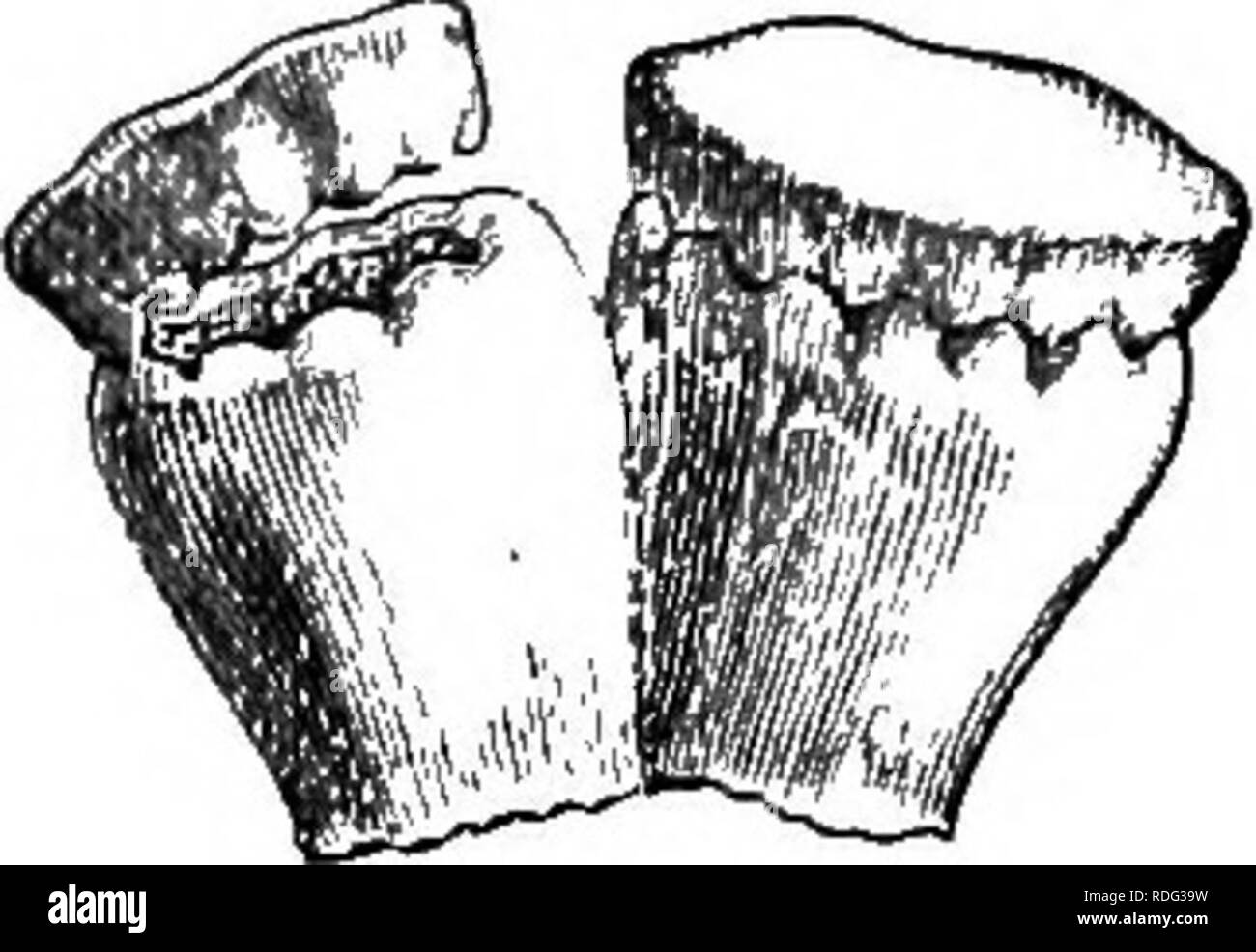 Corticate Banque d'images noir et blanc - Alamy