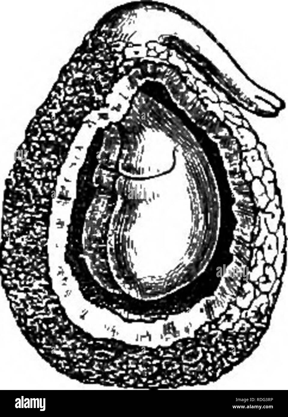 . L'histoire naturelle des plantes. La botanique. 486 EISTOBY ...