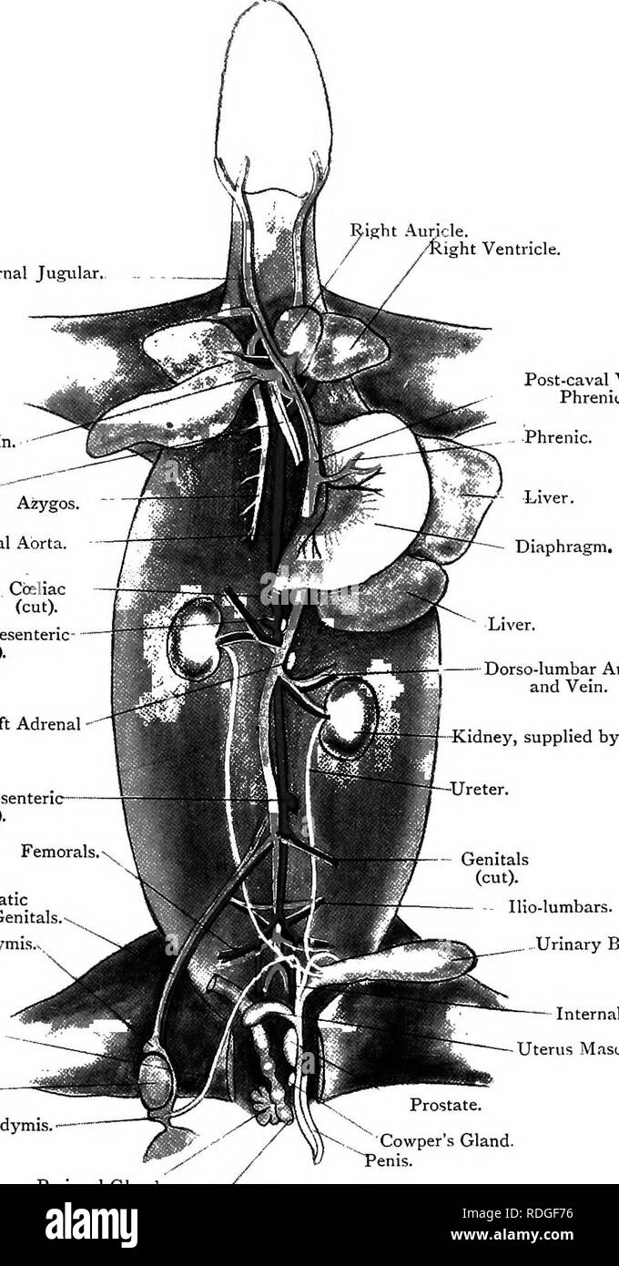 . Texte élémentaire-livre de zoologie. ÂSecond plaque XII.La dissection ...