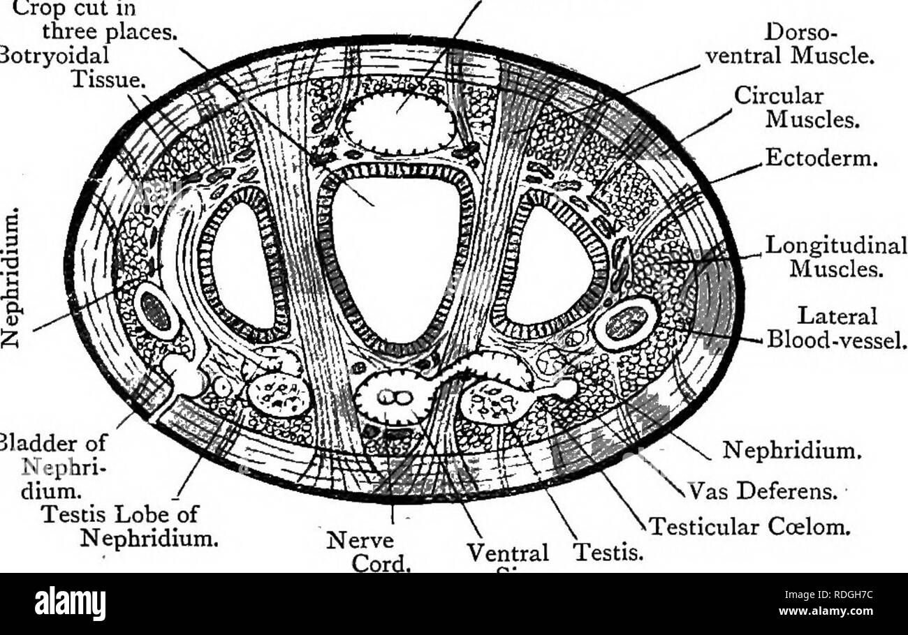 . Texte élémentaire-livre de zoologie. HIRUDO. 193 Fig. 120.-section transversale à travers la ...
