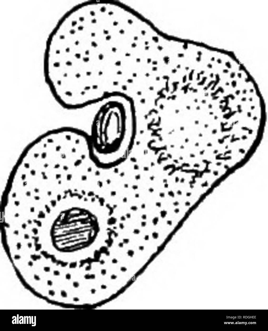 Amibe en train de manger Banque d'images noir et blanc - Alamy