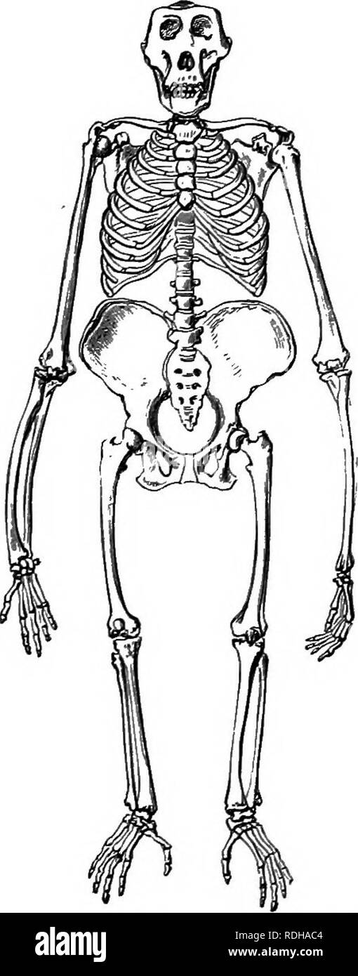 Anthropopithecus erectus Banque de photographies et d’images à haute ...