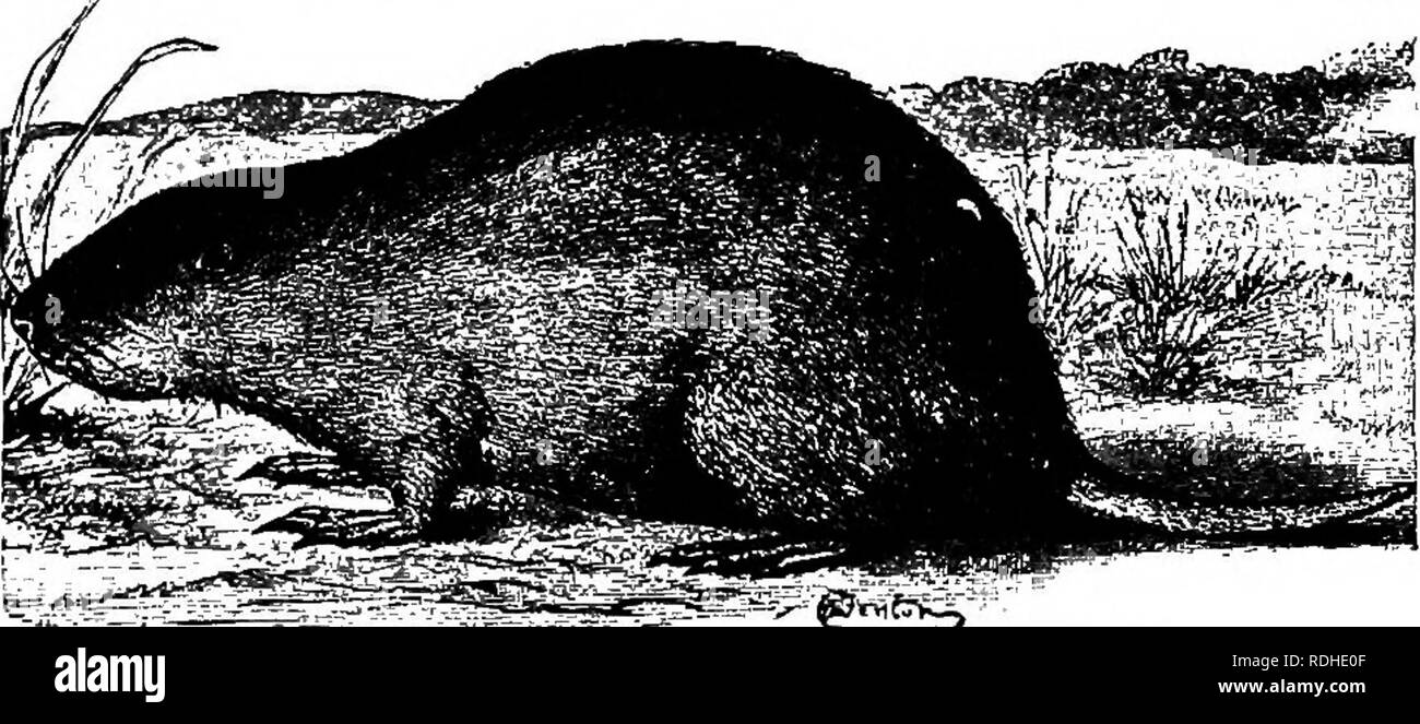 . Les animaux du monde. Brehm's de la vie des animaux ;. Les mammifères ...