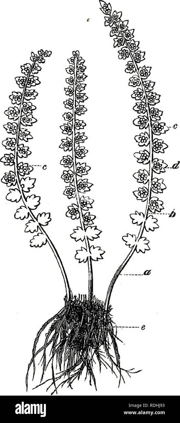 . Les mauvaises herbes en bordure de voie, ou les leçons de botanique ...