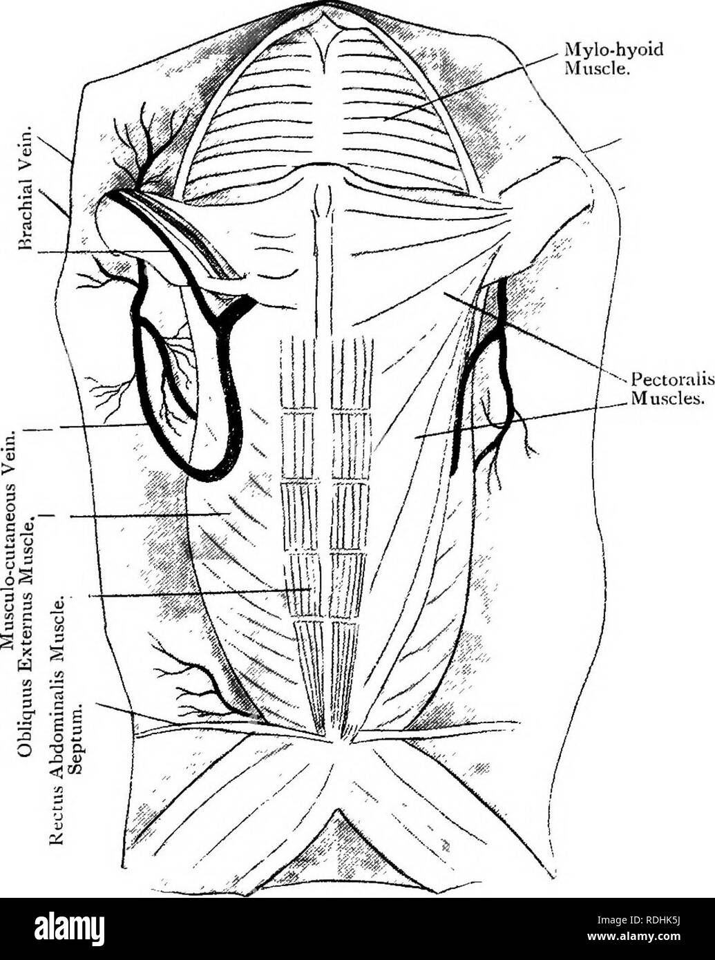 Pectoralis major muscle Banque d'images noir et blanc - Alamy