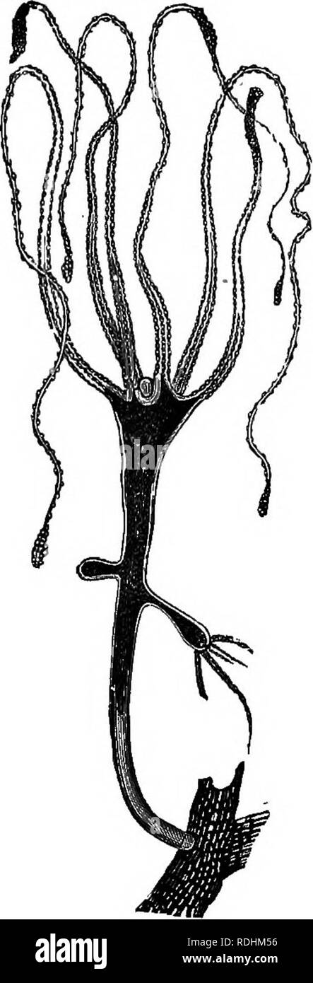 Hydra hydra viridis verte Banque d'images noir et blanc - Alamy
