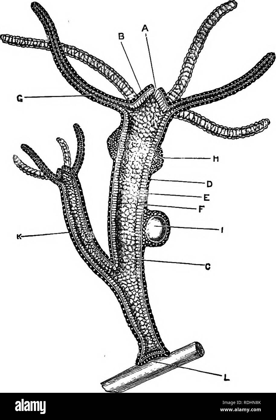 Hydra testis Banque de photographies et d’images à haute résolution - Alamy