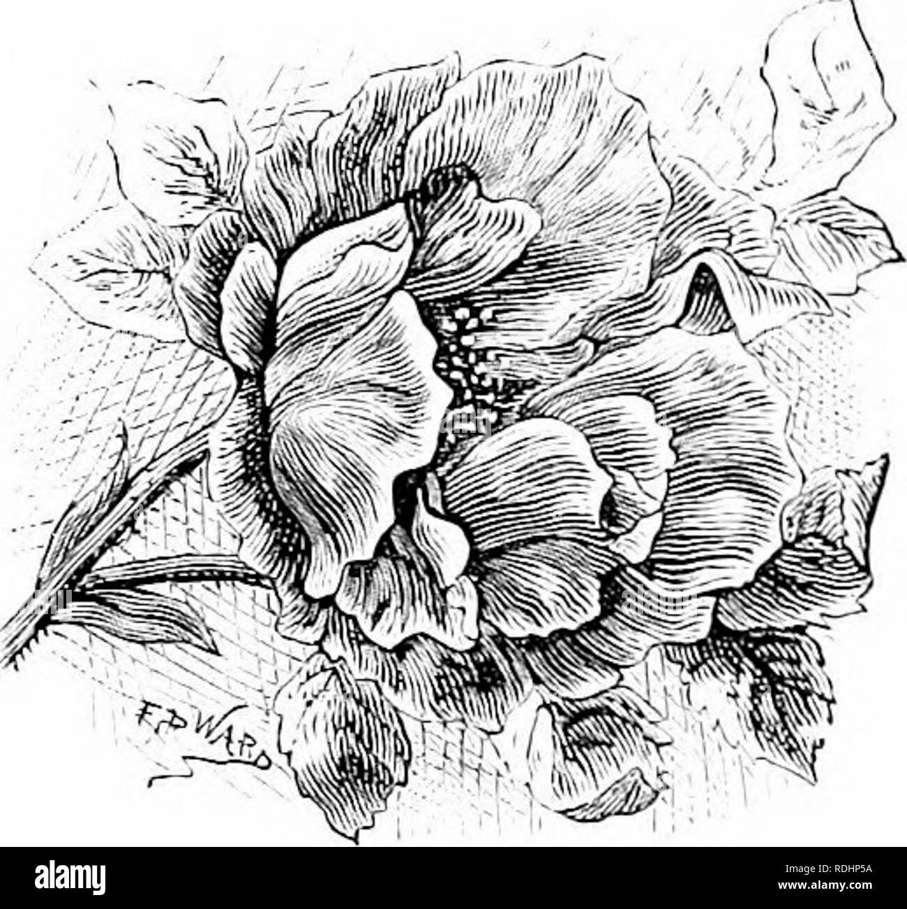 . Fleurs de jardin familier . Fleurs ; plantes ornementales ;, la ...