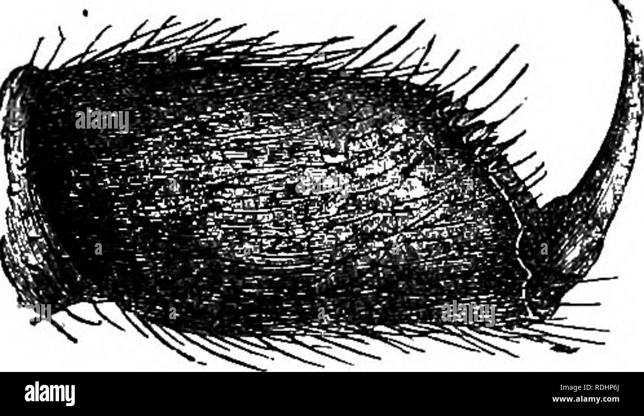 . Des soirées au microscope : ou, de recherches parmi les organes et ...