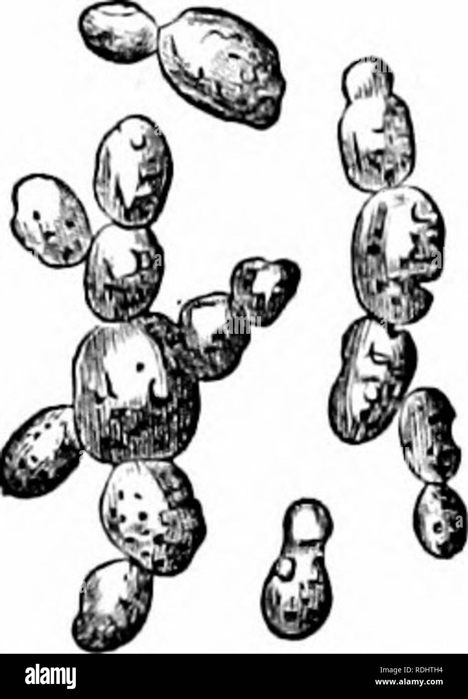Champignons de fermentation Banque d'images noir et blanc - Alamy