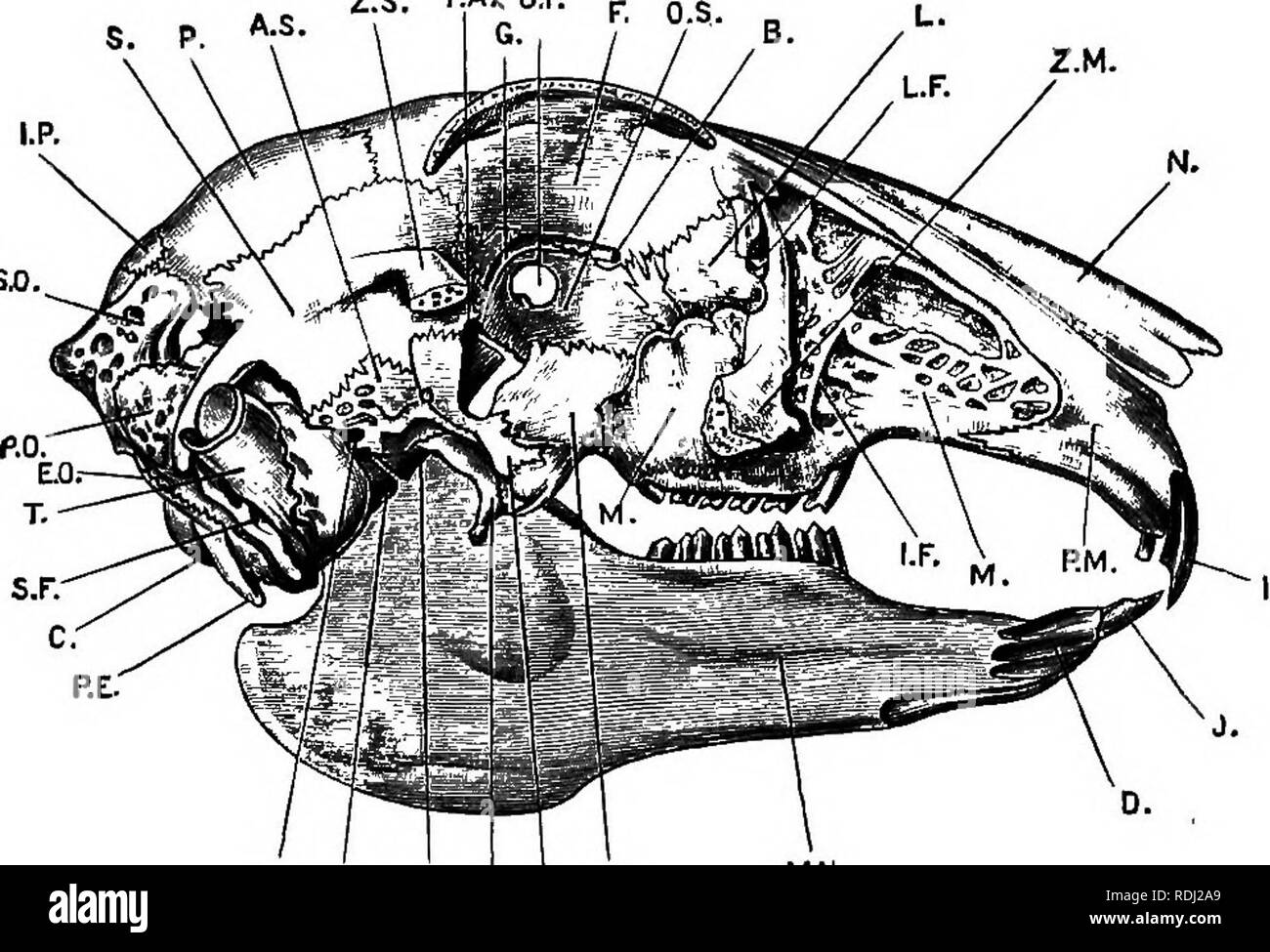 Attachement en forme de bouclier Banque de photographies et d’images à ...