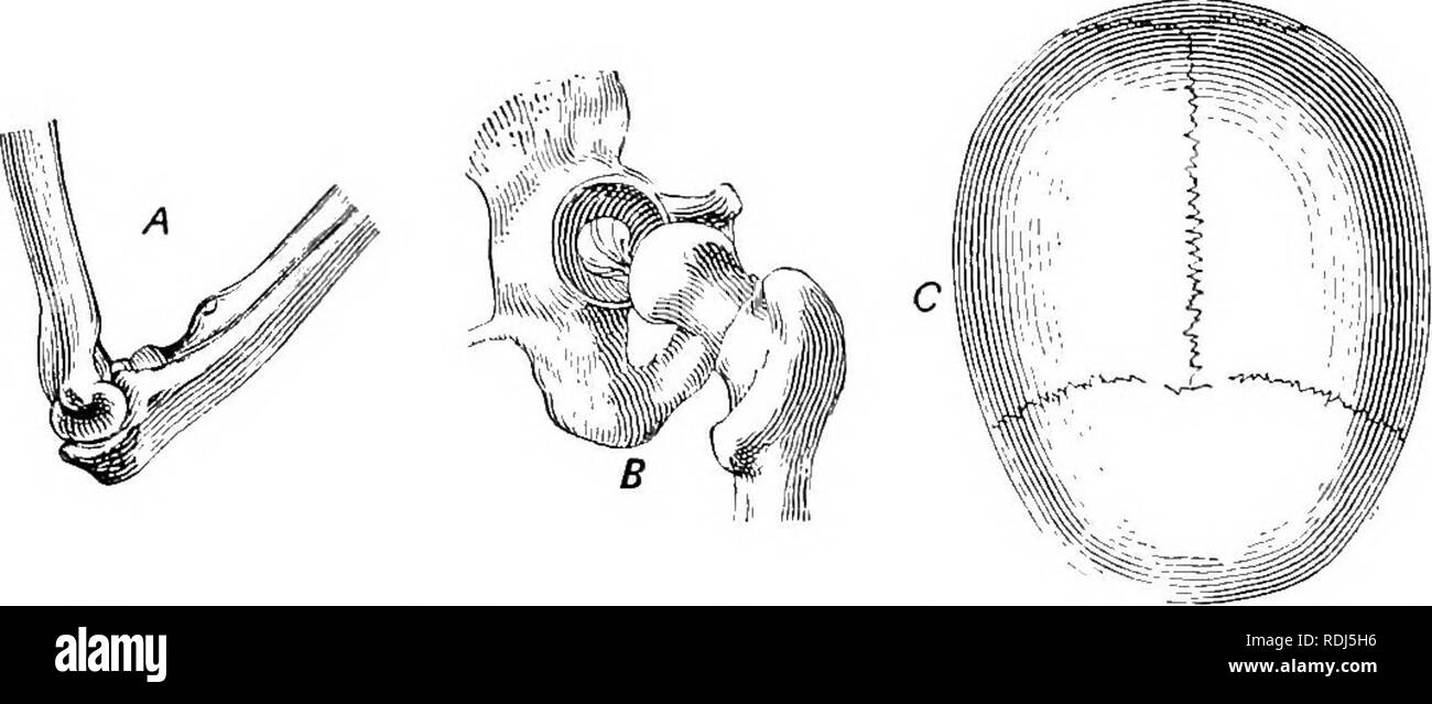 Suturas del craneo Banque de photographies et d’images à haute ...