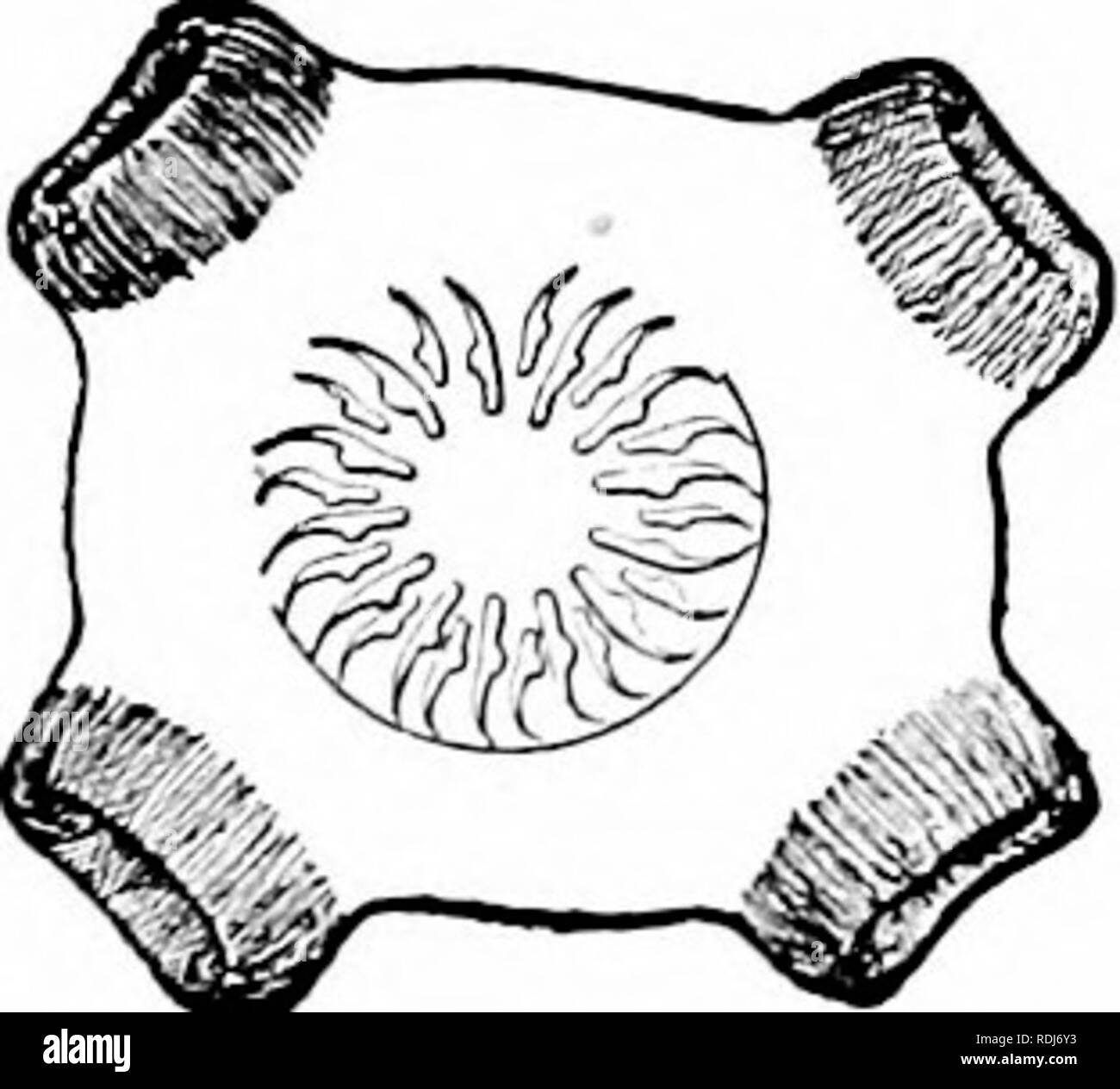 Bouchon muqueux Banque de photographies et d’images à haute résolution ...