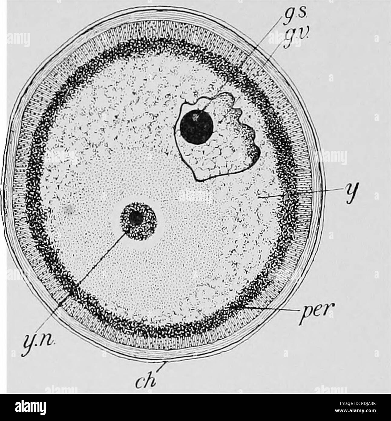 Organes primaires Banque de photographies et d’images à haute ...