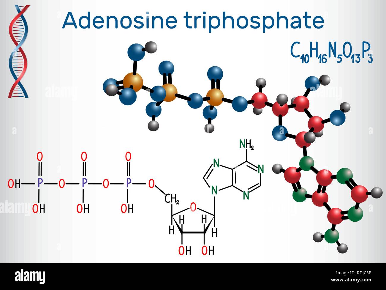 Ladénosine Triphosphate Atp Une Molécule Est Intracellulaire Et De