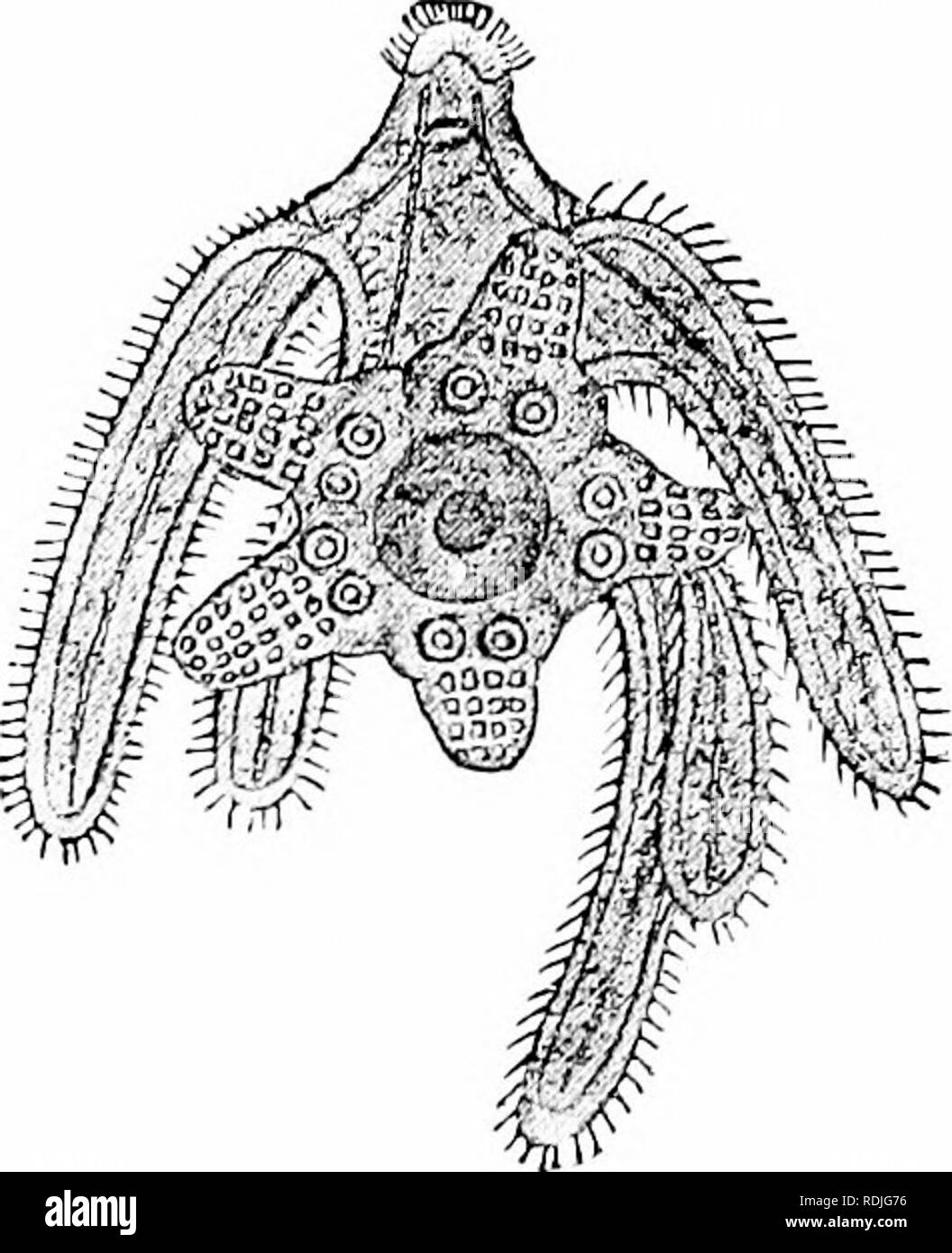 étoiles de mer estomac Banque de photographies et d’images à haute ...