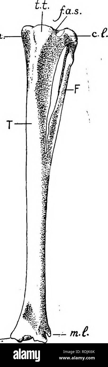 . Anatomie pratique du lapin : un manuel de laboratoire élémentaire ...