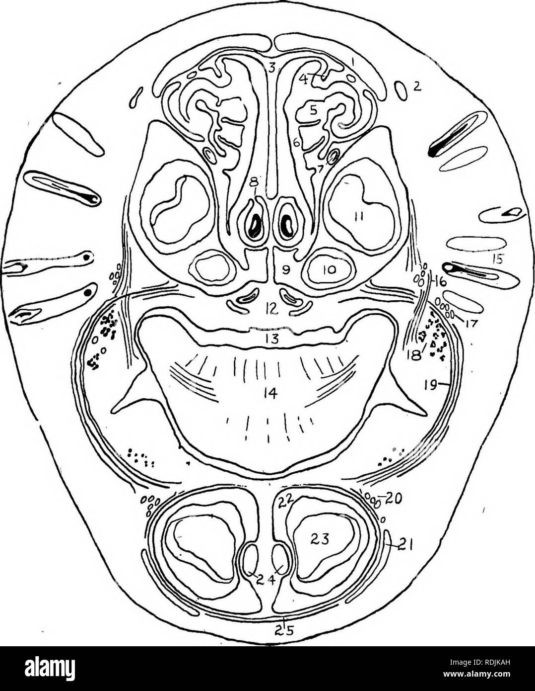 . Anatomie pratique du lapin : un manuel de laboratoire élémentaire ...