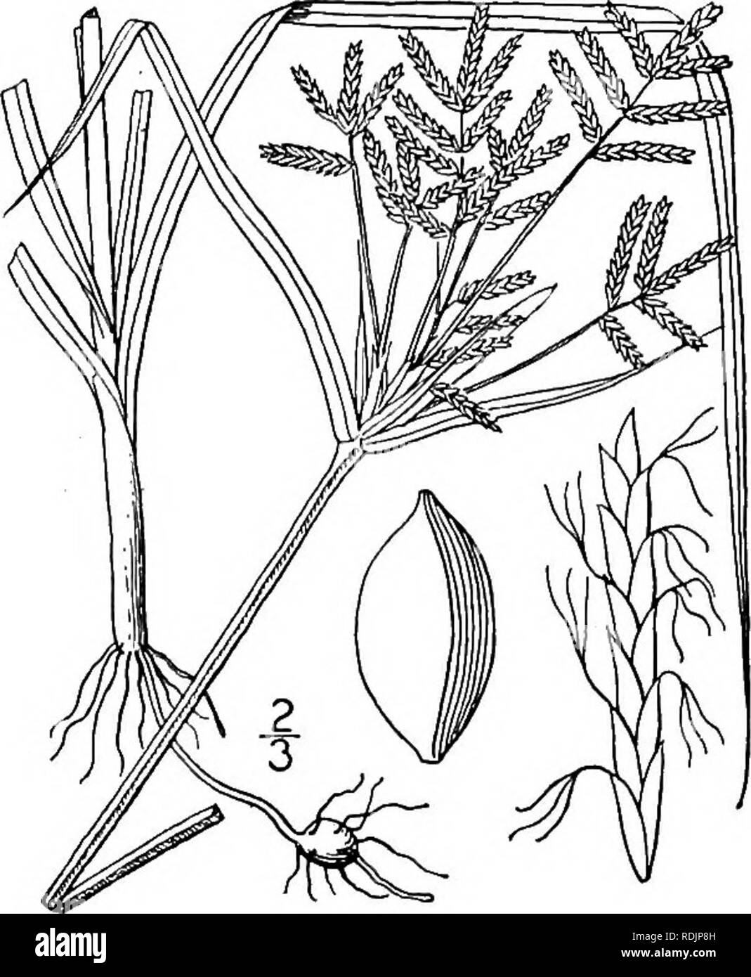 Cyperus cyperus sp Banque d'images noir et blanc - Alamy